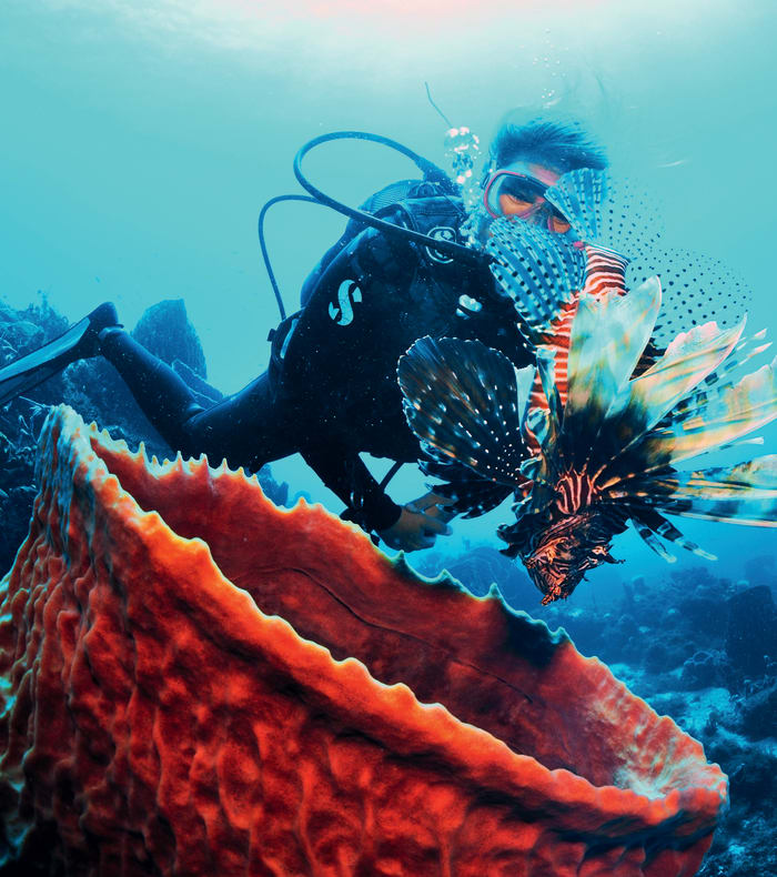 séjours Plongée : vacances sportives avec l'UCPA