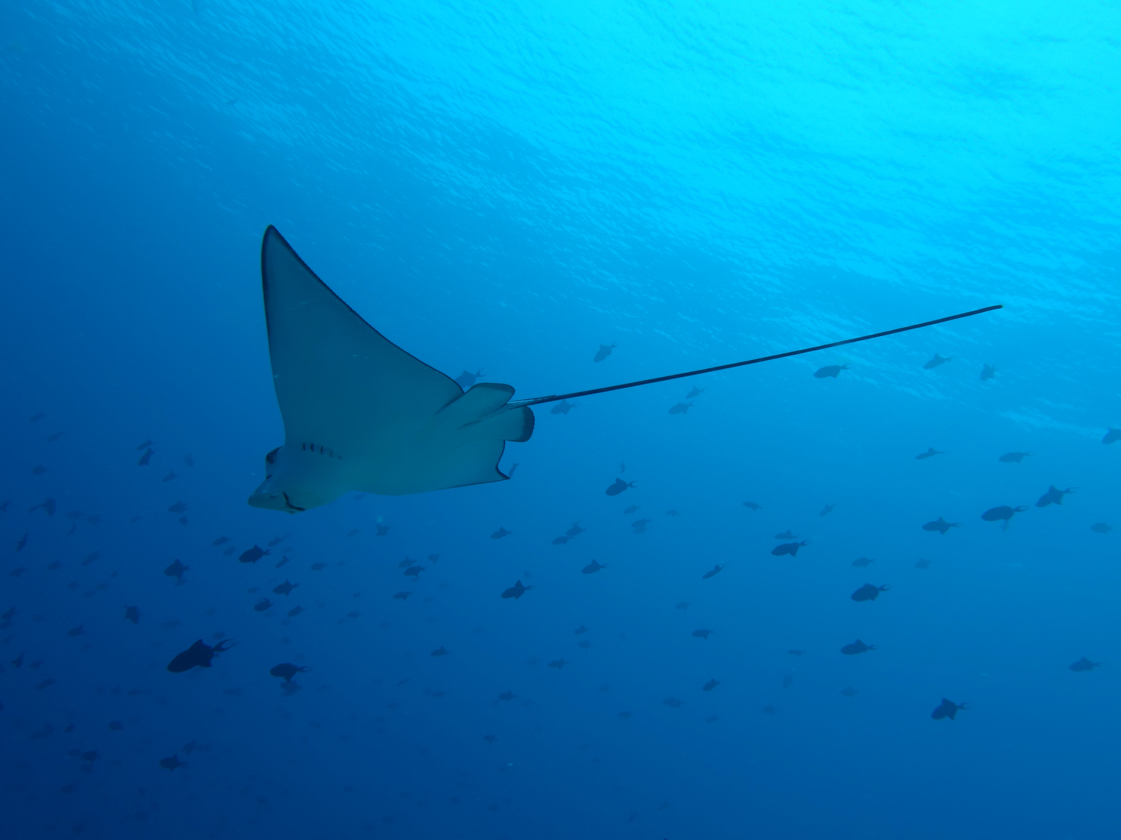 Plongée Exploration Croisière Maldives - séjour en Maldives - UCPA