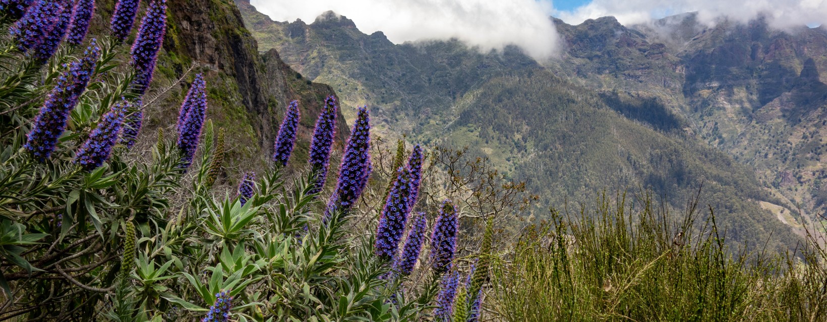 À Madère, la forêt primaire est incroyable | La Balaguère