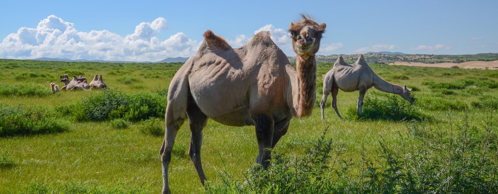 Climat Mongolie : Meilleure période, température, pluie par mois | La ...